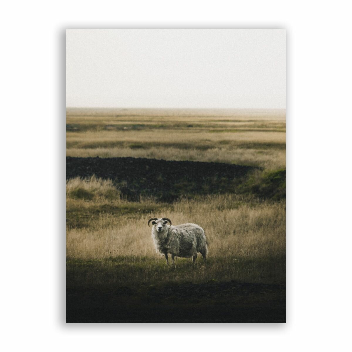 Постер, плакат на бумаге / Овцы / Размер 30 x 40 см