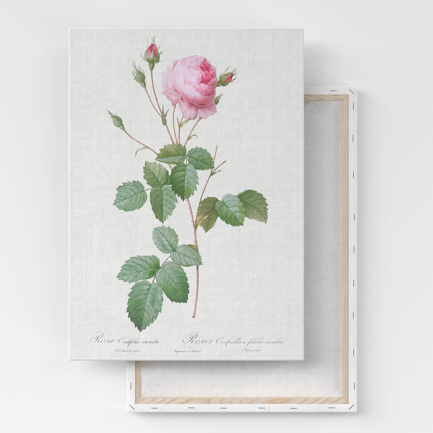 Картина на холсте, репродукция / Пьер-Жозеф Редуте - Crenate-Leaved Cabbage Rose / Размер 40 x 53 см