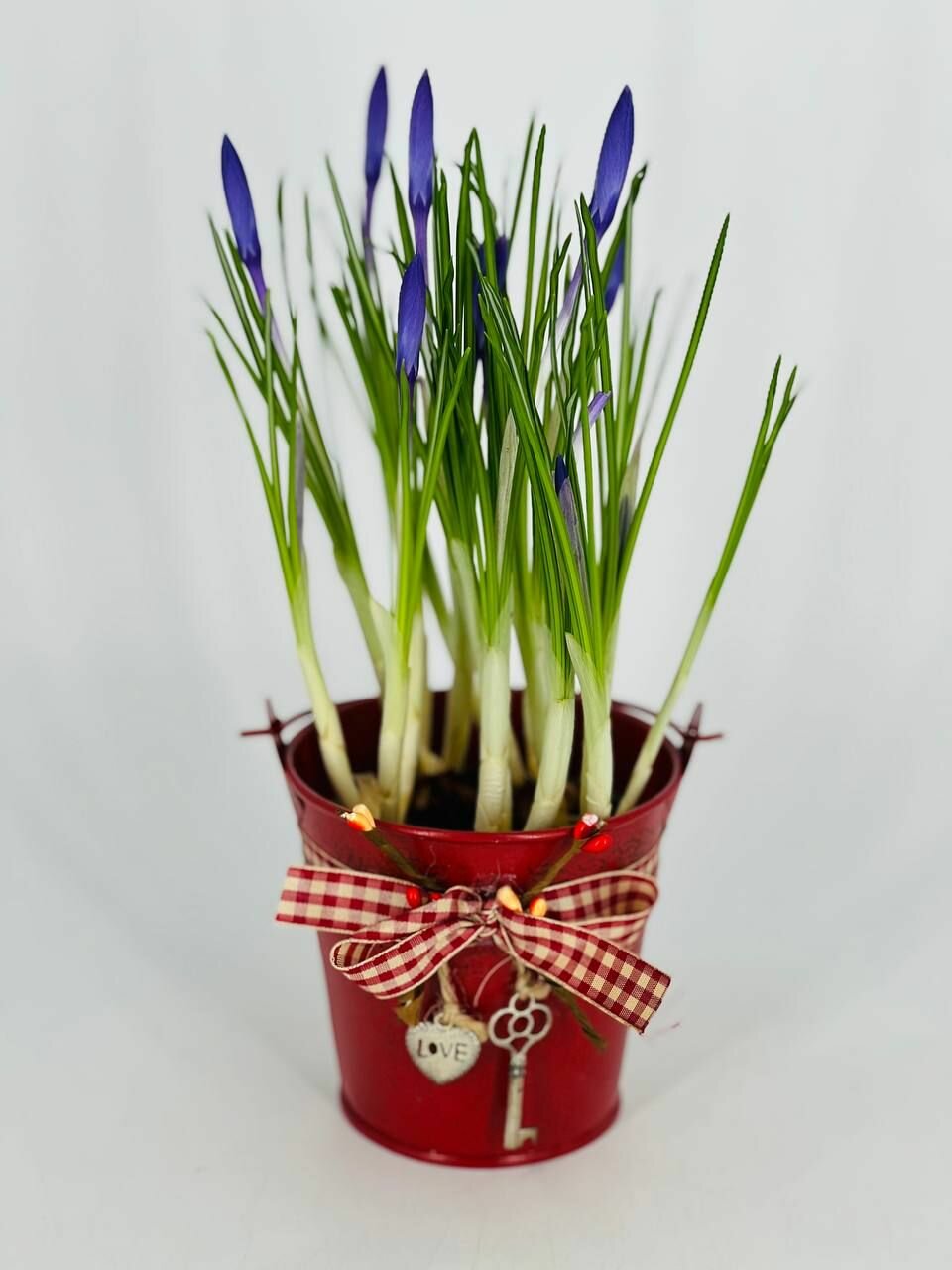 Первоцветы "крокусы" в жестяном дизайнерском ведерке