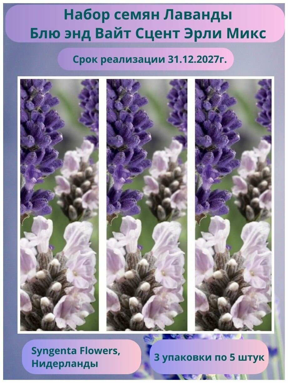 Лаванда узколистная Блю Энд Вайт Сцент Эрли Микс 3 упаковки по 5 семян, Syngenta Flowers, Нидерланды
