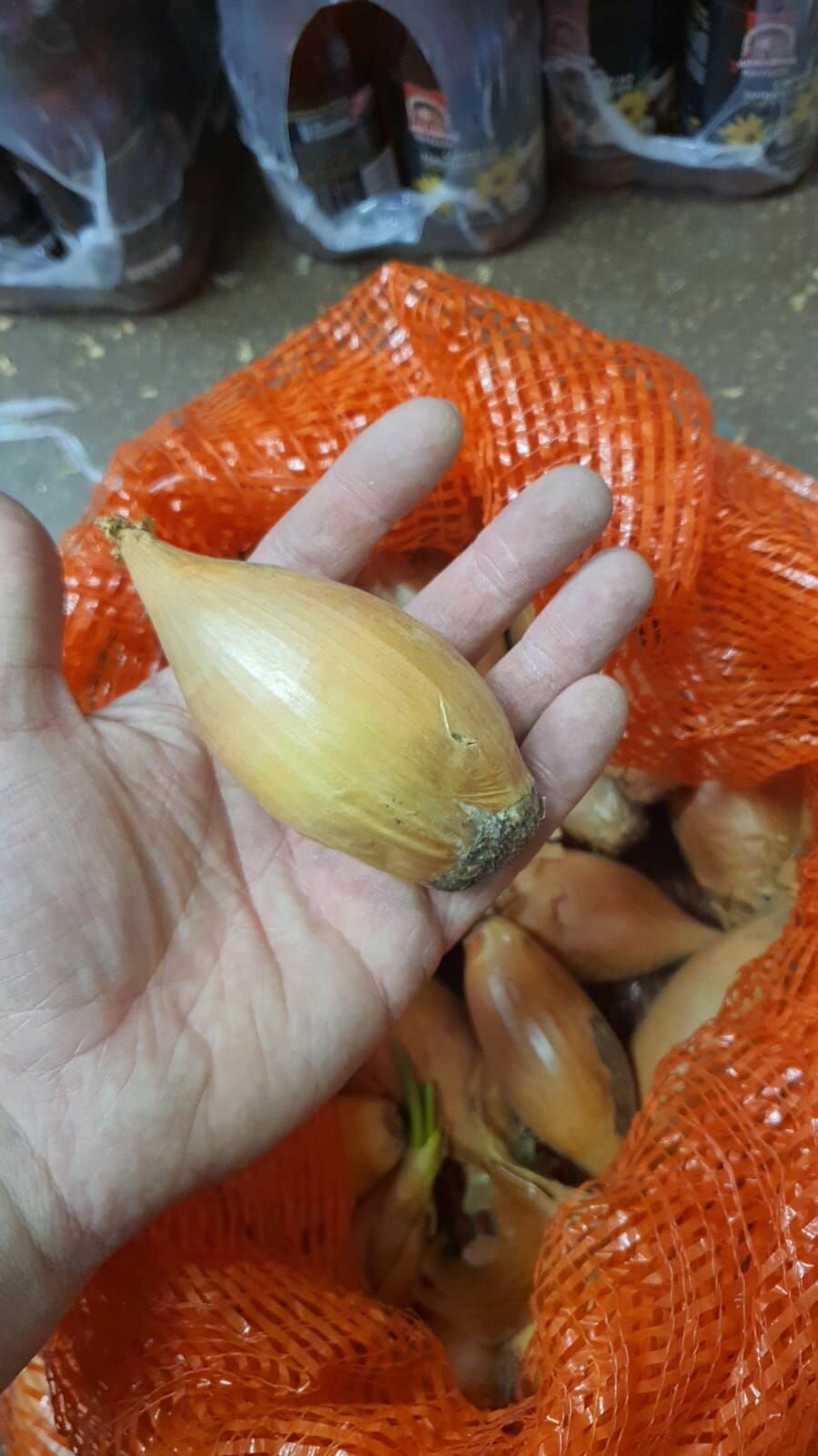 Лук севок Шалот, Банановый 400 г.