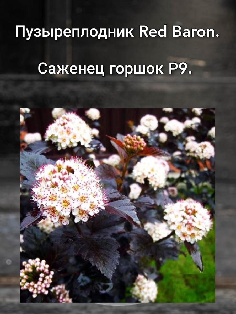 Пузыреплодник Red Baron