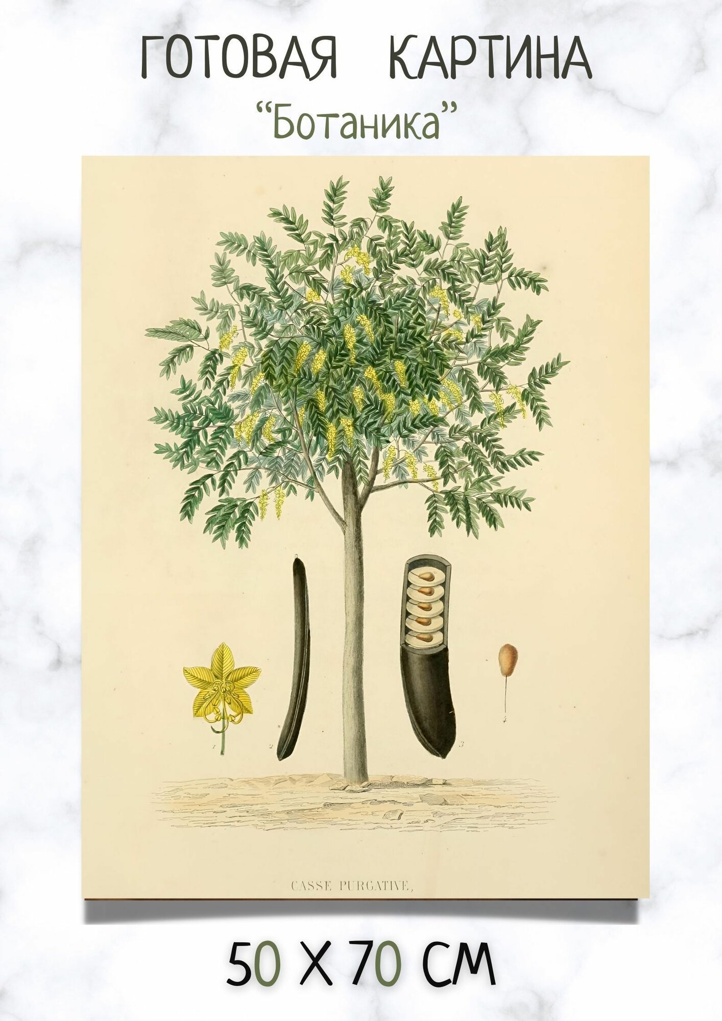 Картина на холсте в стиле Ботаника "Дерево" 70х50