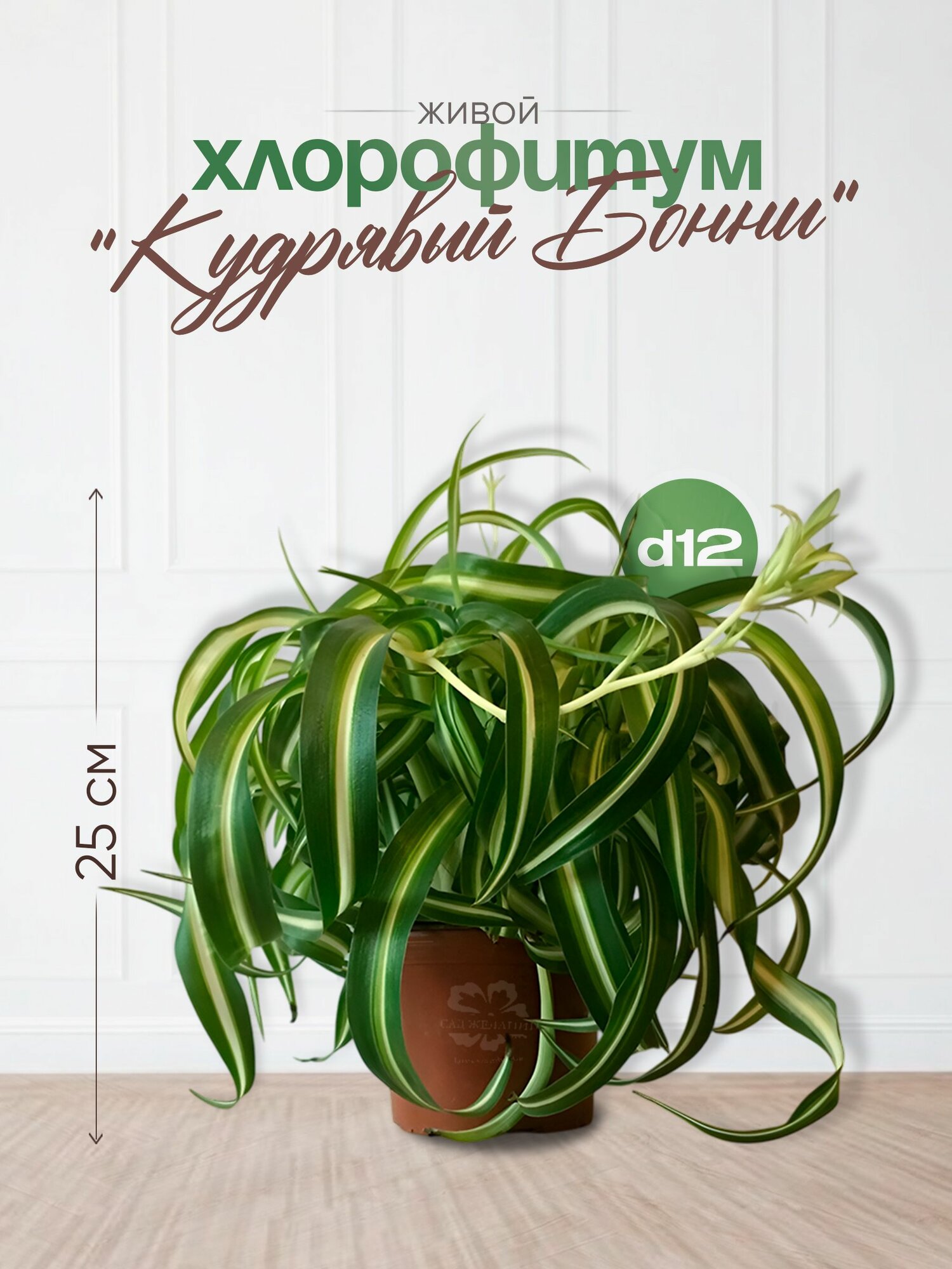 Хлорофитум кудрявый Бонни 20*12