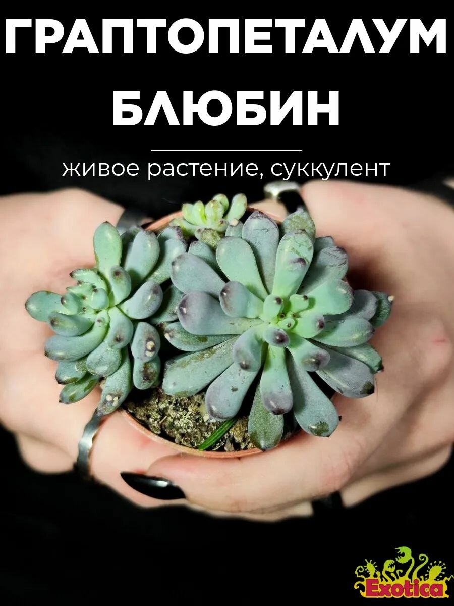 Граптопеталум Пахифиллум Блюбин (Graptopetalum Pachyphyllum Blue Bean) D5см, суккуленты живые