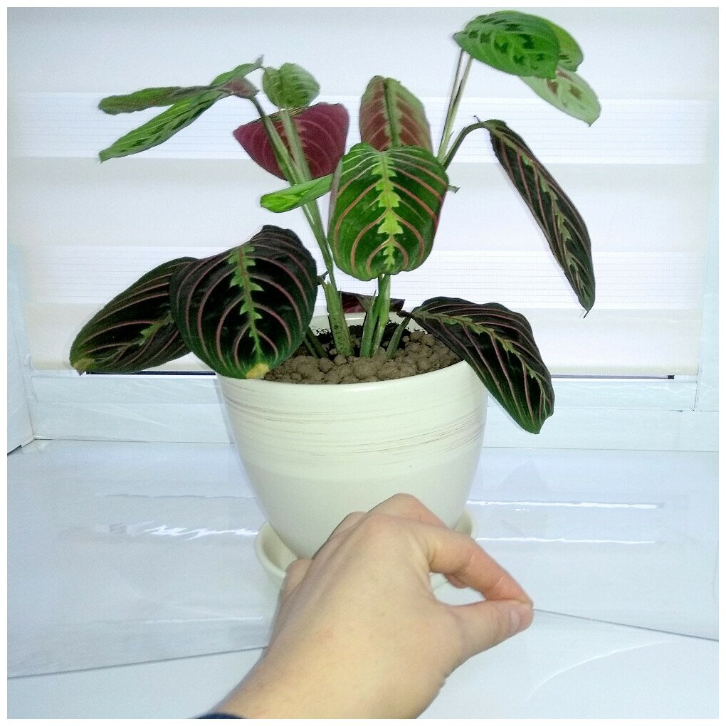 Пленка из ПВХ для подоконника 120х20 см