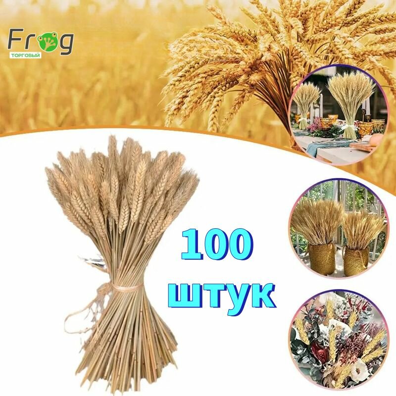 Сухоцветы
