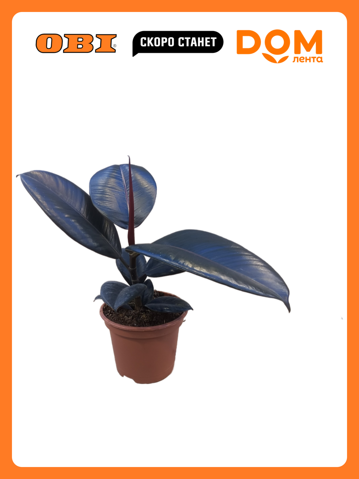 Фикус Эластика Агрохолдинг Московский Абиджан, декоративно-лиственный, высота 40 см