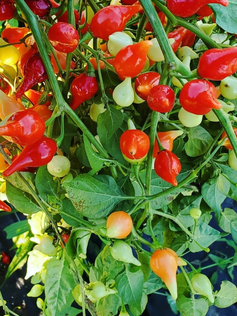 Острый перец Biquinho красный семена 5 штук