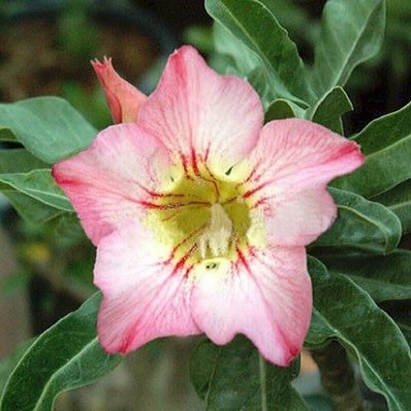 Адениум, Adenium Obesum Desert Rose Fantastic, Фантастический, семена
