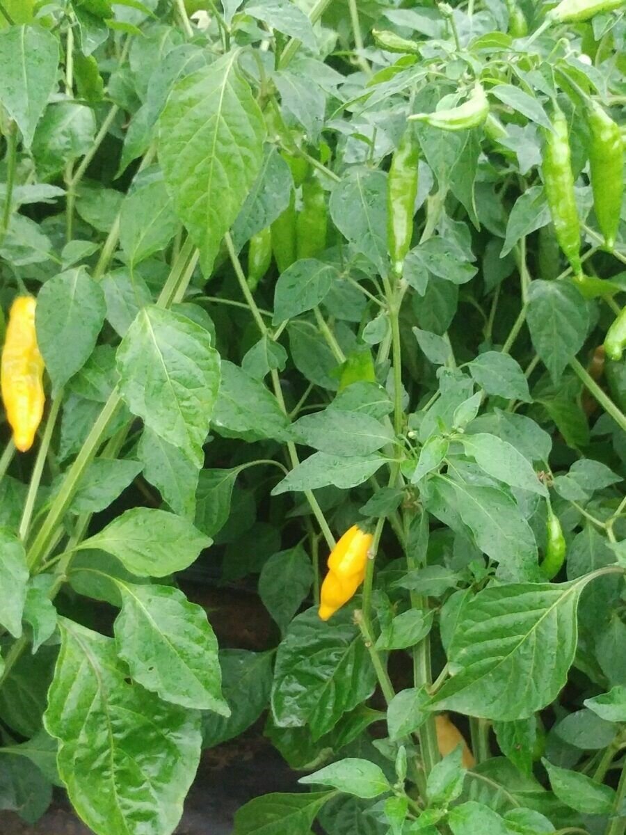 Острый перец Aji russian желтый семена 5 штук