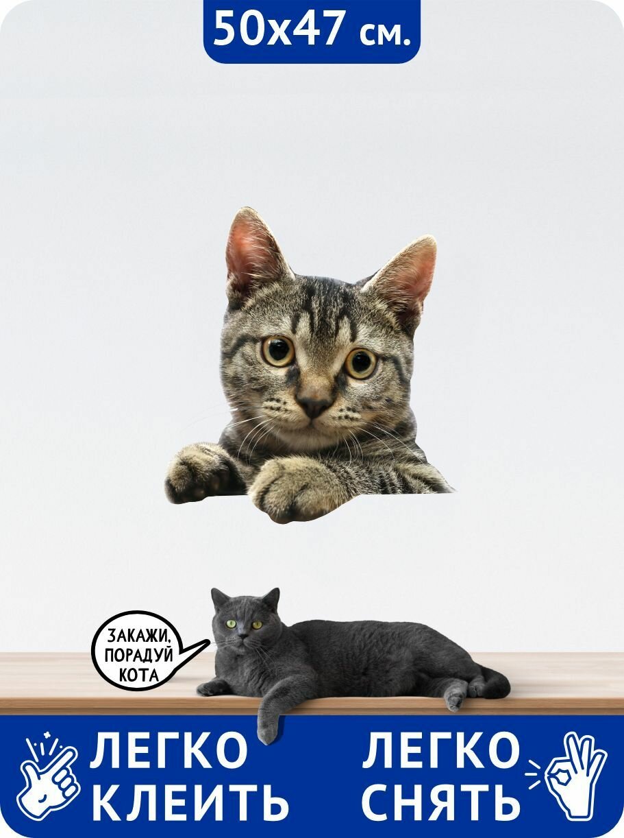 Наклейки на стену для декора - Милые животные, котик