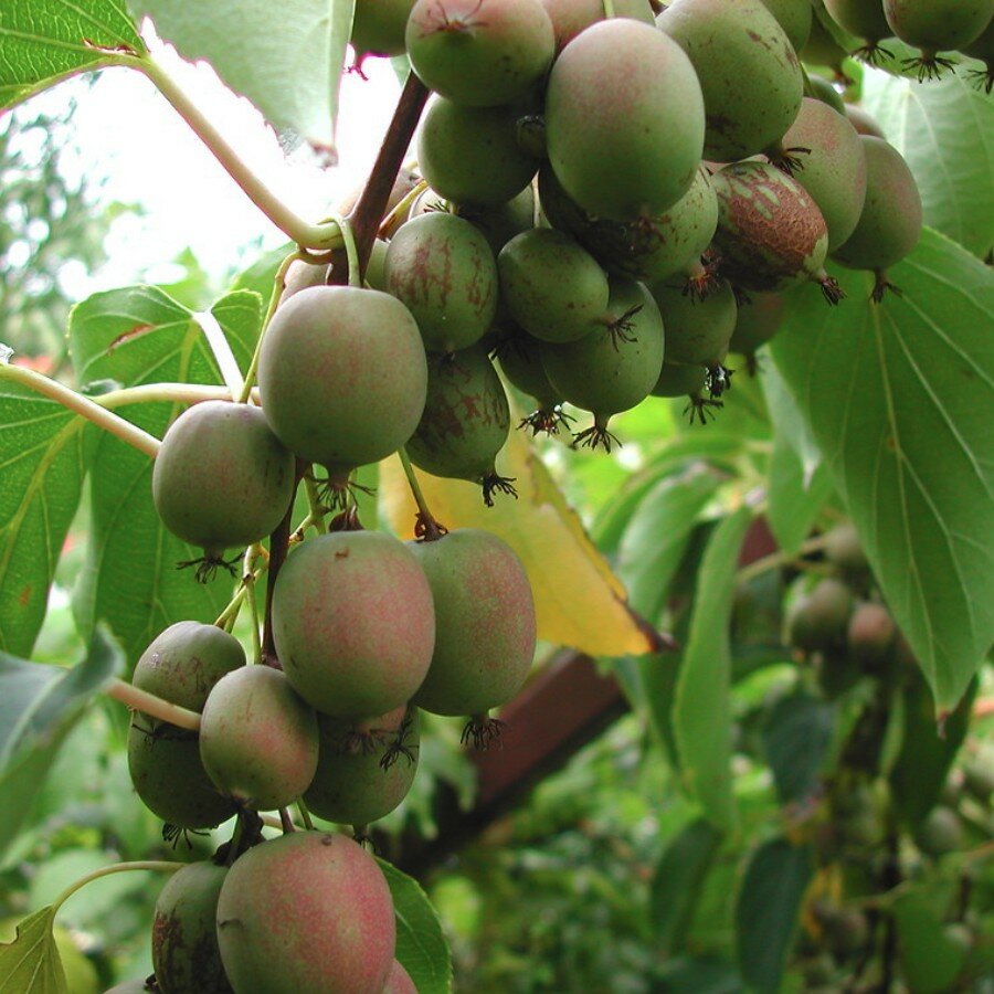 Актинидия Аргута Вейки (1 корневище в горшке р9), Нидерланды