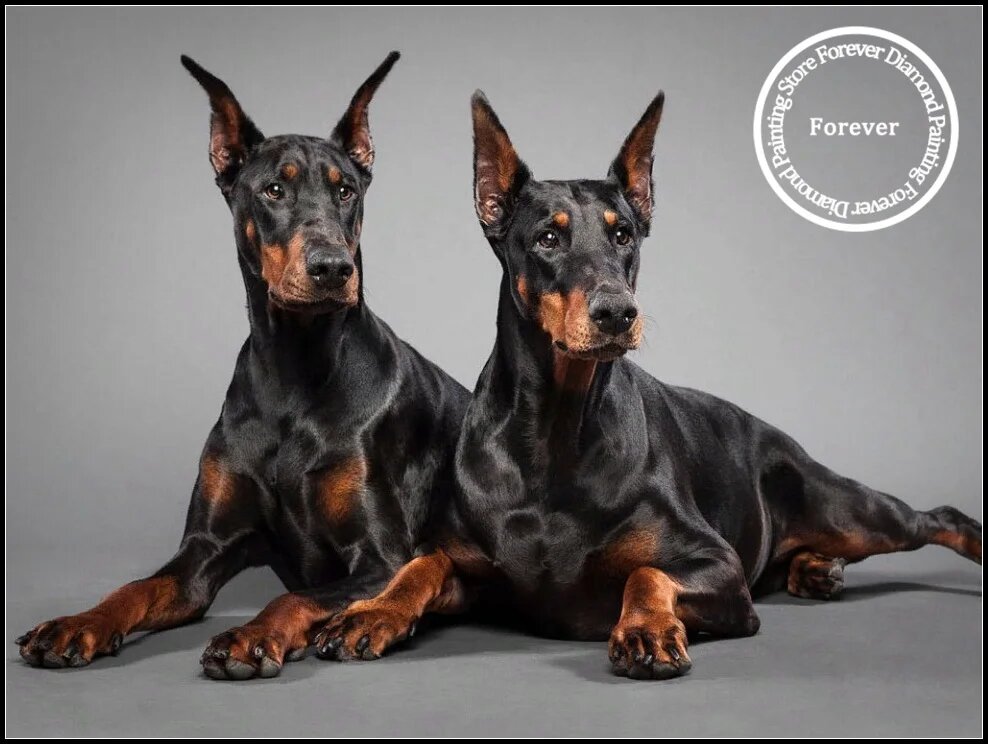 Картина алмазной мозаикой на подрамнике "Доберман-пинчер" круглые бриллианты 40х50см