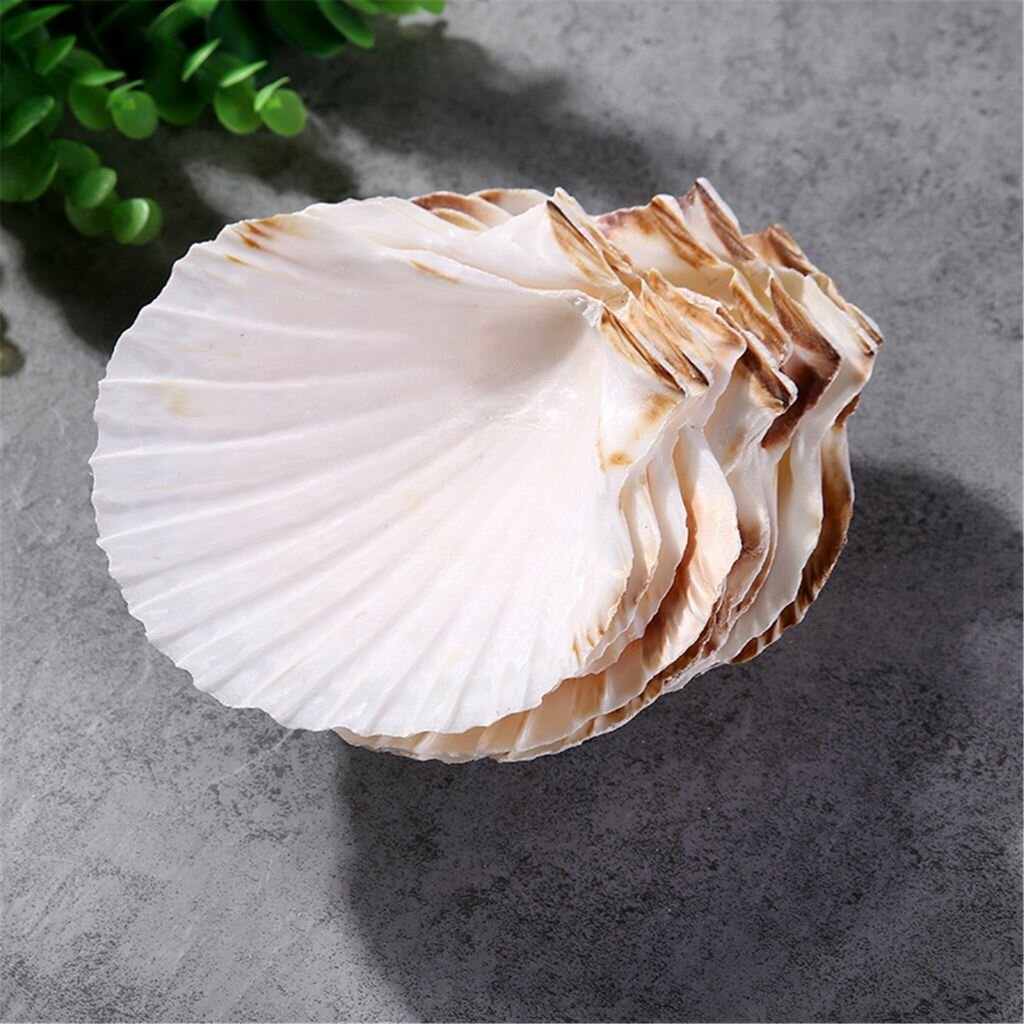 Ассорти из 10 натуральных ракушек гребешков для сервировки и выпечки, большие белые ракушки 1011 см для декора, рукоделия и свадебных композиций