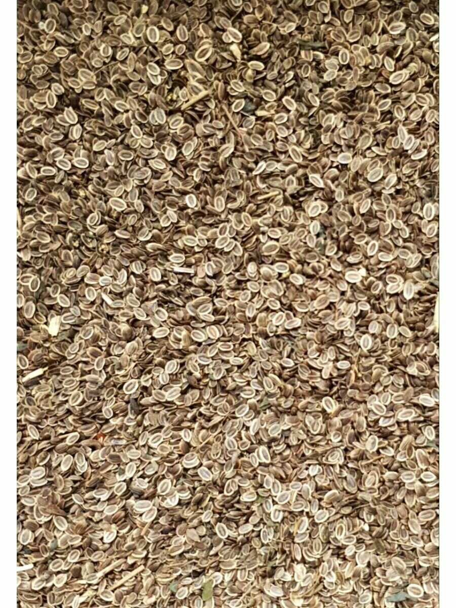 Укроп Аллигатор