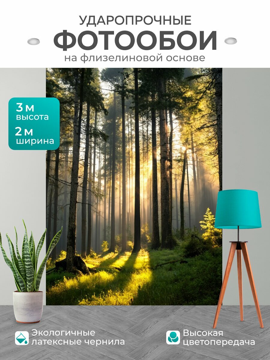 Фотообои моющиеся ударопрочные "Густой лес в лучах утреннего солнца с туманом и пробивающимися сквозь деревья солнечными лучами" 200x300 см. флизелиновые на стену