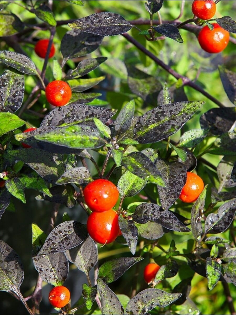 Острый перец Filius blue семена 5 штук