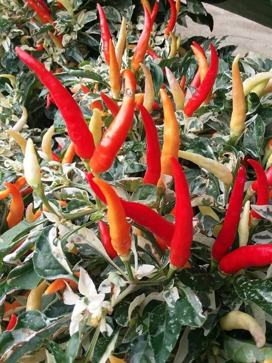 Острый перец Uchu cream вариегатный семена 5 штук