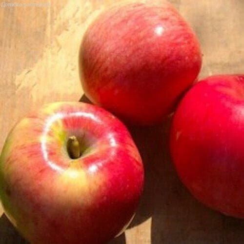 Яблоня Малиновка/Летняя (1 саженец), Россия