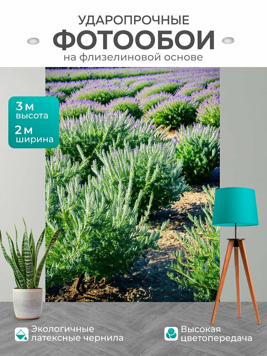 Фотообои моющиеся ударопрочные "Прованс: ароматные поля, в которых растёт шалфей и розмарин, предлагающие паллиативные моменты расслабления и прохлады." 200x300 см. флизелиновые на стену