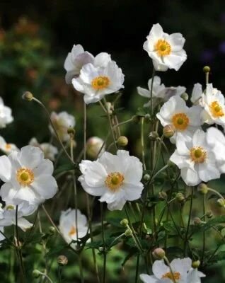 Анемона японская Honorine Jobert 1шт