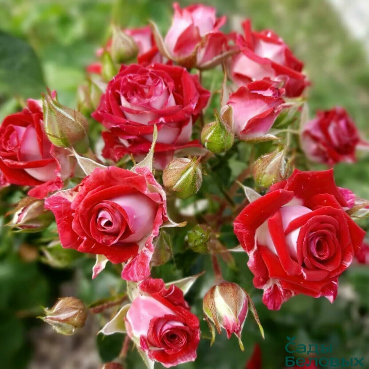 Роза спрей Руби Стар (Ruby Star) / 2 шт, ароматный, непрерывноцветущий сорт