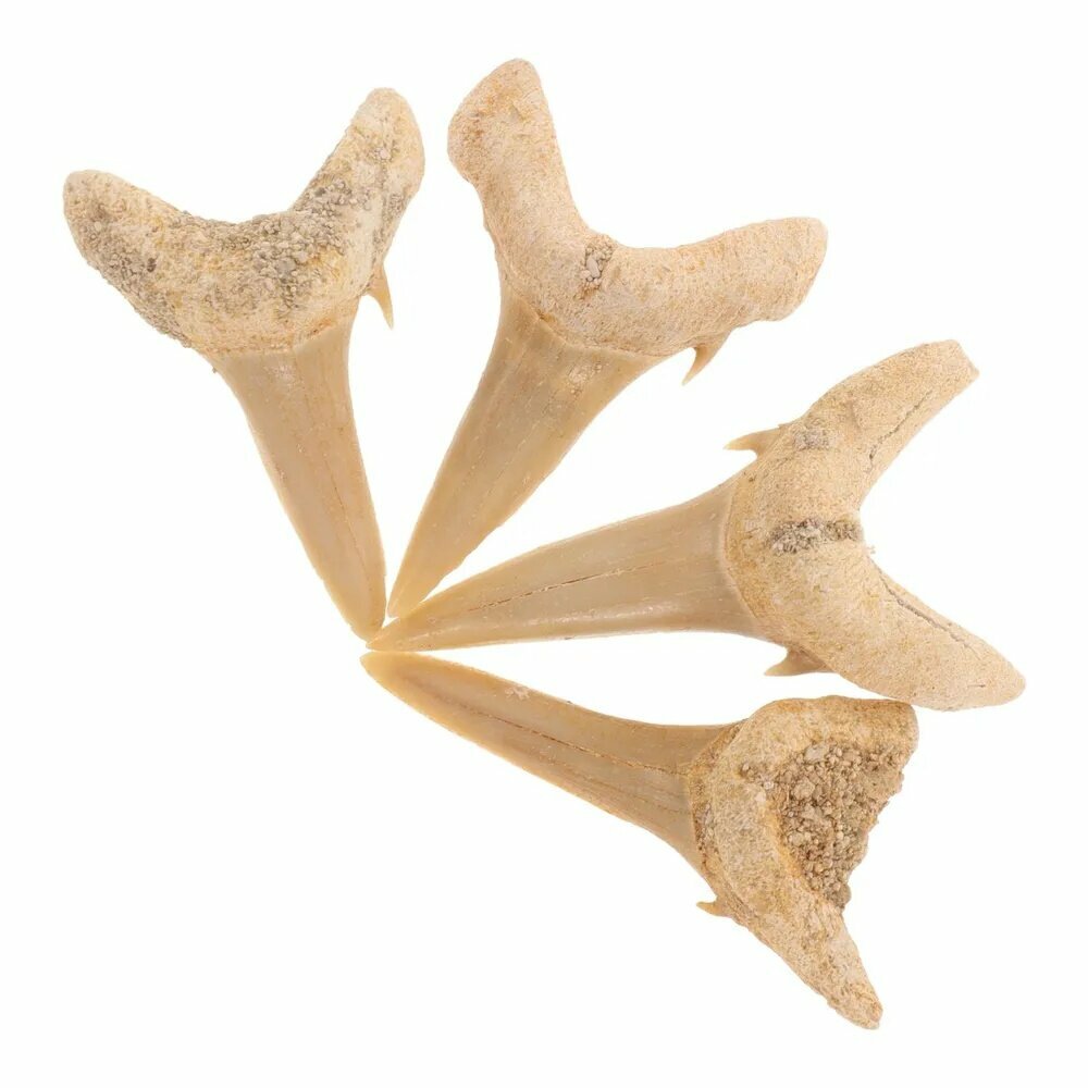 Фоссилизированные Зубы Акулы для Коллекций и Исследований, Качественная Обработка 4pcs 3.00X2.00X1.00Cm
