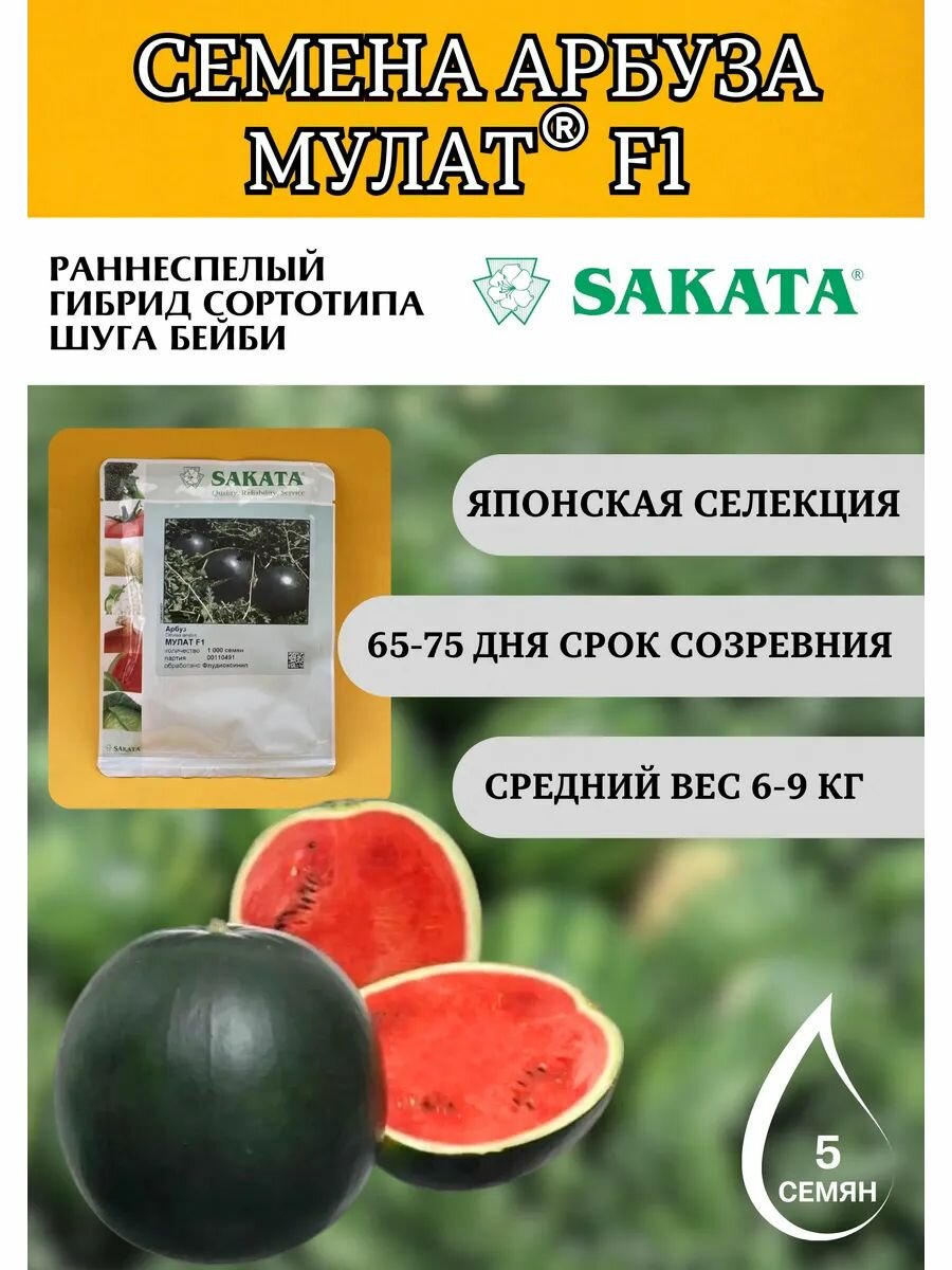 Семена арбуза Мулат F1 Sakata 5 штук, профессиональные семена
