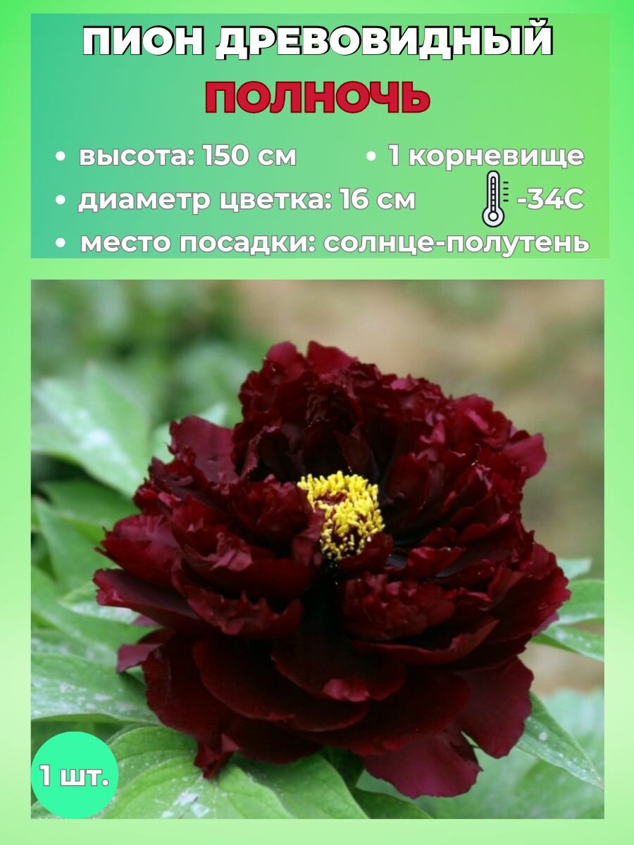 Пион древовидный корневище, 1 штука