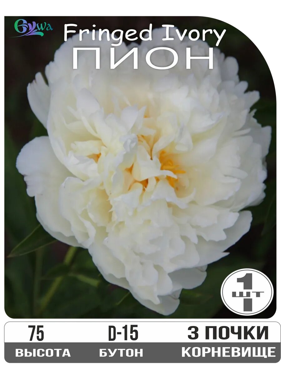 Пион Корневище, Финдженд Айвори, 3 почки, многолетник, высота 75 см, слоновая кость