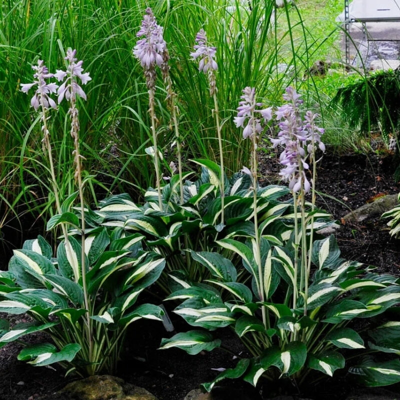 Хоста Уайт Бикини (1 корневище в пакете с торфом), Нидерланды