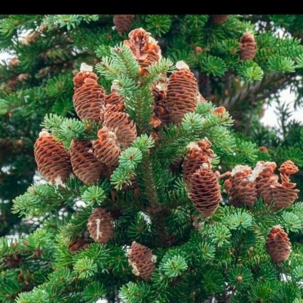 Семена Пихты Бальзамической, 15 штук