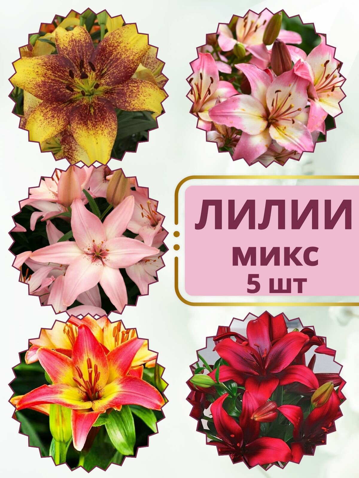 Лилия луковицы, многолетние цветы для посадки, микс 5 шт