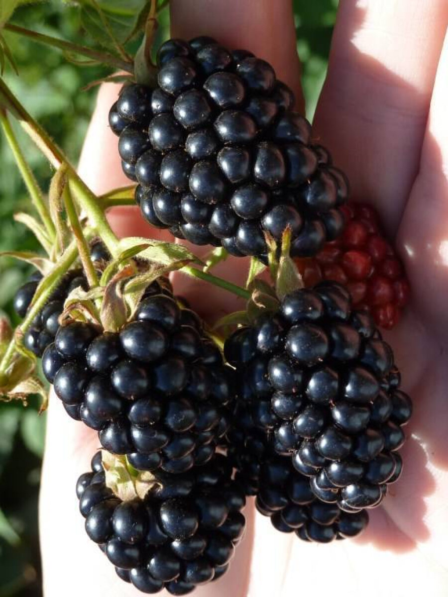 Ежевика Агавам 2 шт / высокоурожайный, раннеспелый, морозостойкий сорт