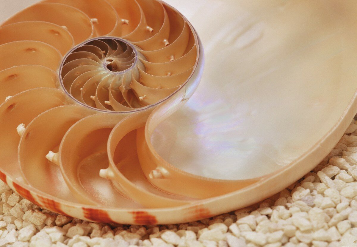 Фотообои Komar "Ракушка" 1-601 1,84 м х 1,27 м, бумага, клей в комплекте