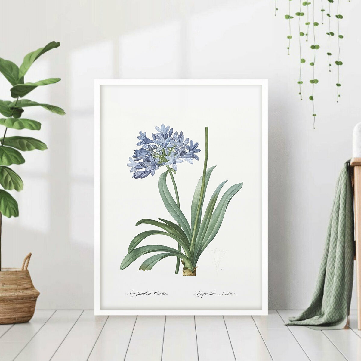 Постер "Агапантус ботаническая иллюстрация " в белой рамке 50x70 см для интерьера на стену