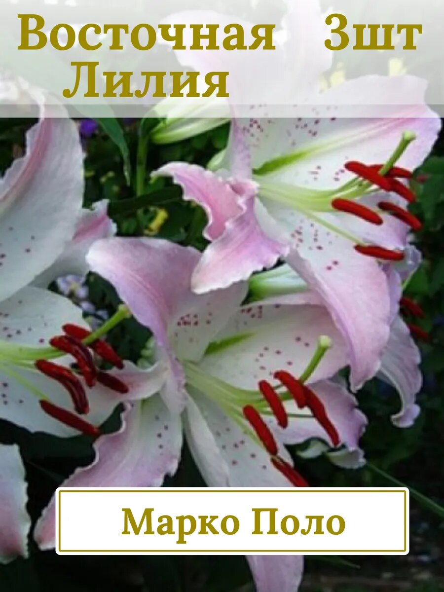 Лилия Восточная махровая, многолетние цветы, луковицы 3 шт
