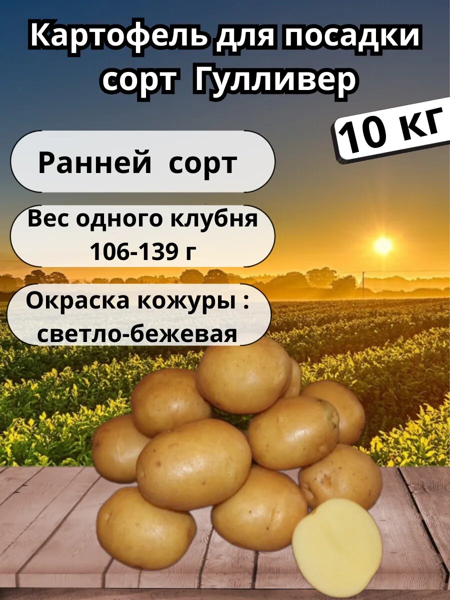 Картофель семенной "Гулливер" 10 кг