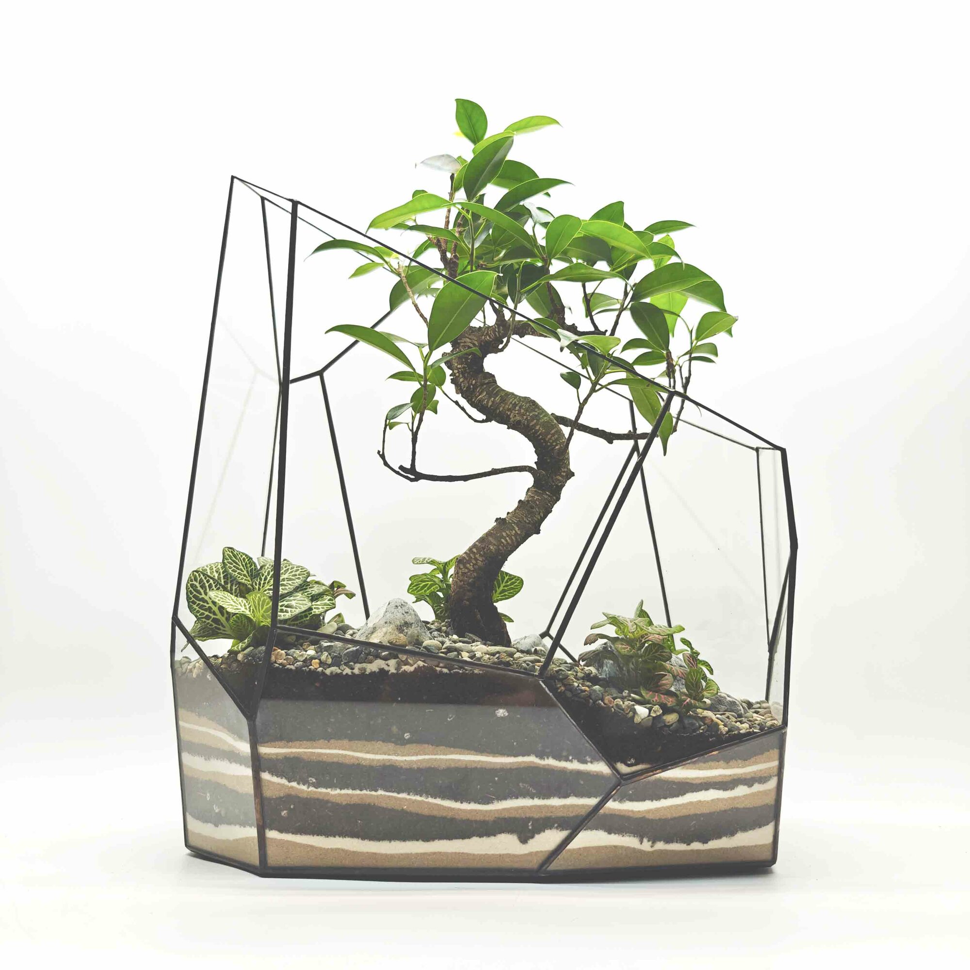 Бонсай Фикус Ретуза во флорариуме Олимп 30х34см