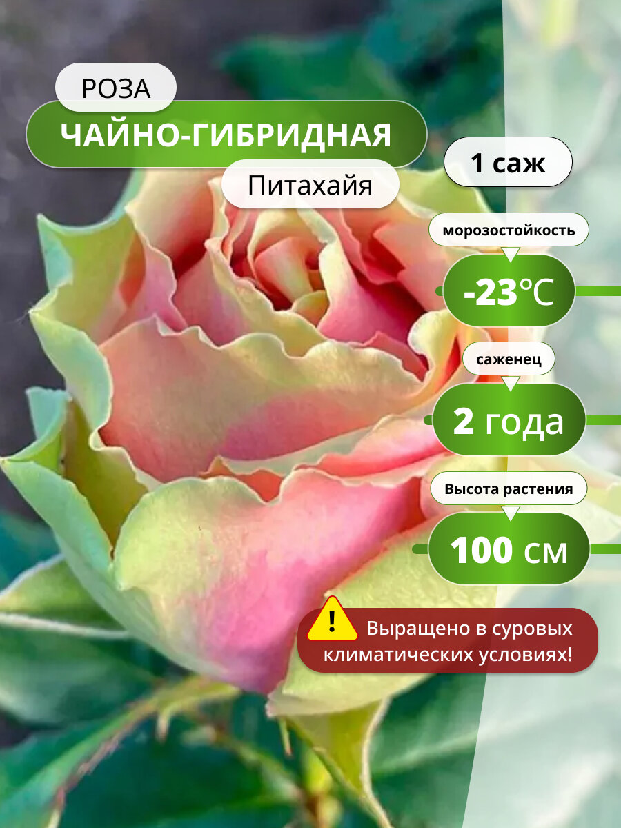 Роза Питахайя, чайно-гибридный сорт, морозостойкая, высота 100см