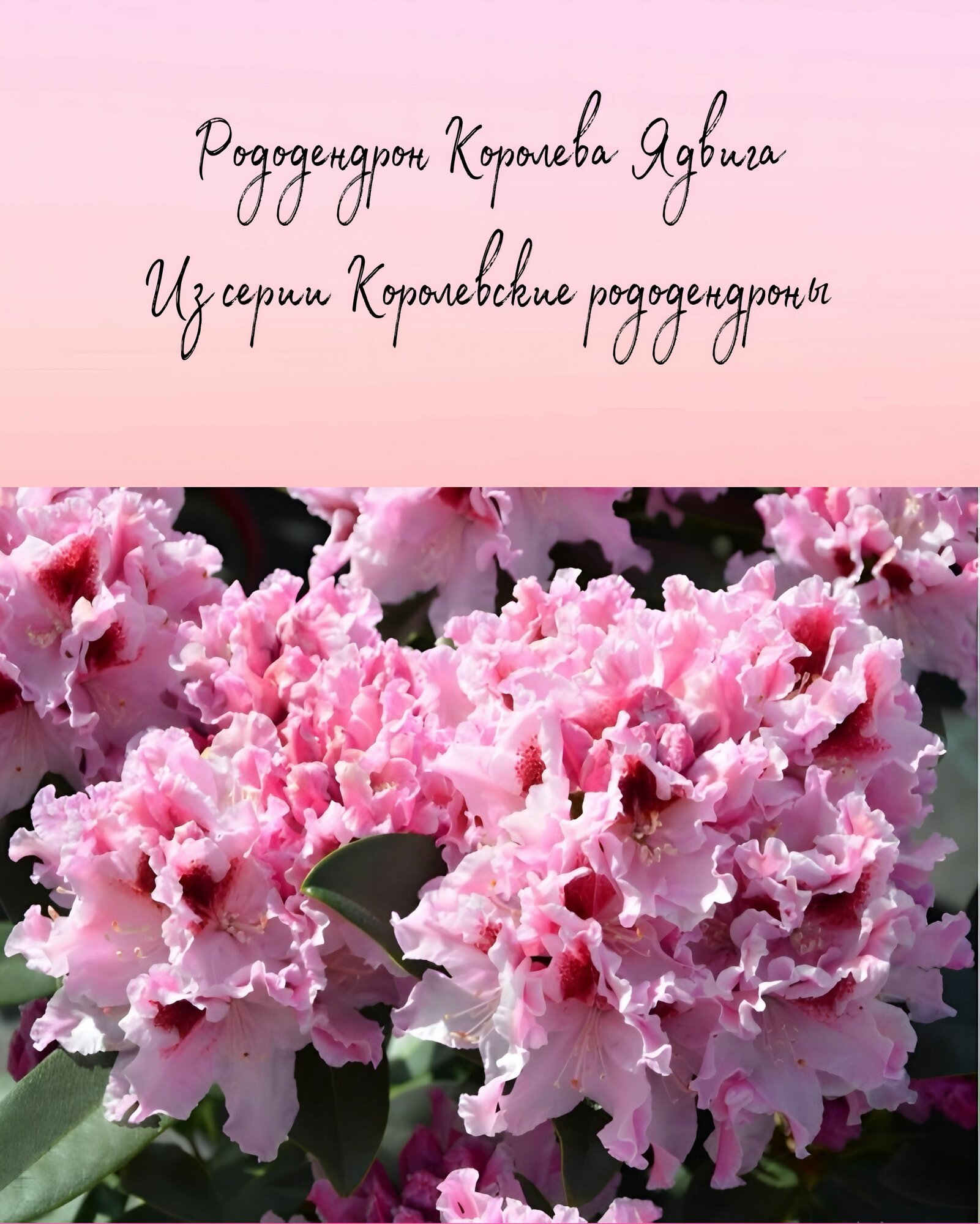 Рододендрон (ROYAL Butterfly/Krolowa Jadwiga) в горшке 0,5 л