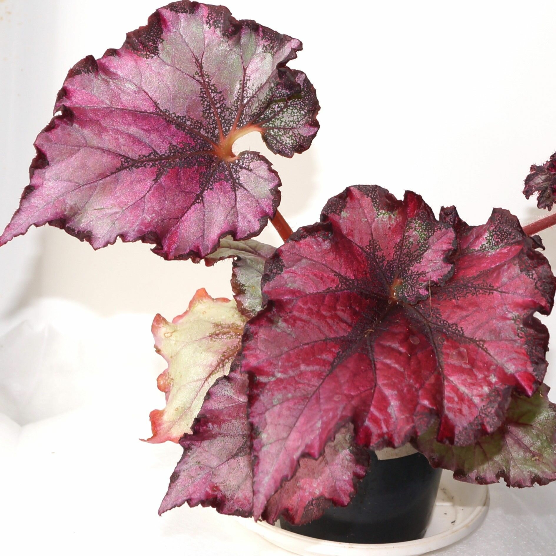 Бегония декоративно-лиственная DS-Большое Сердце