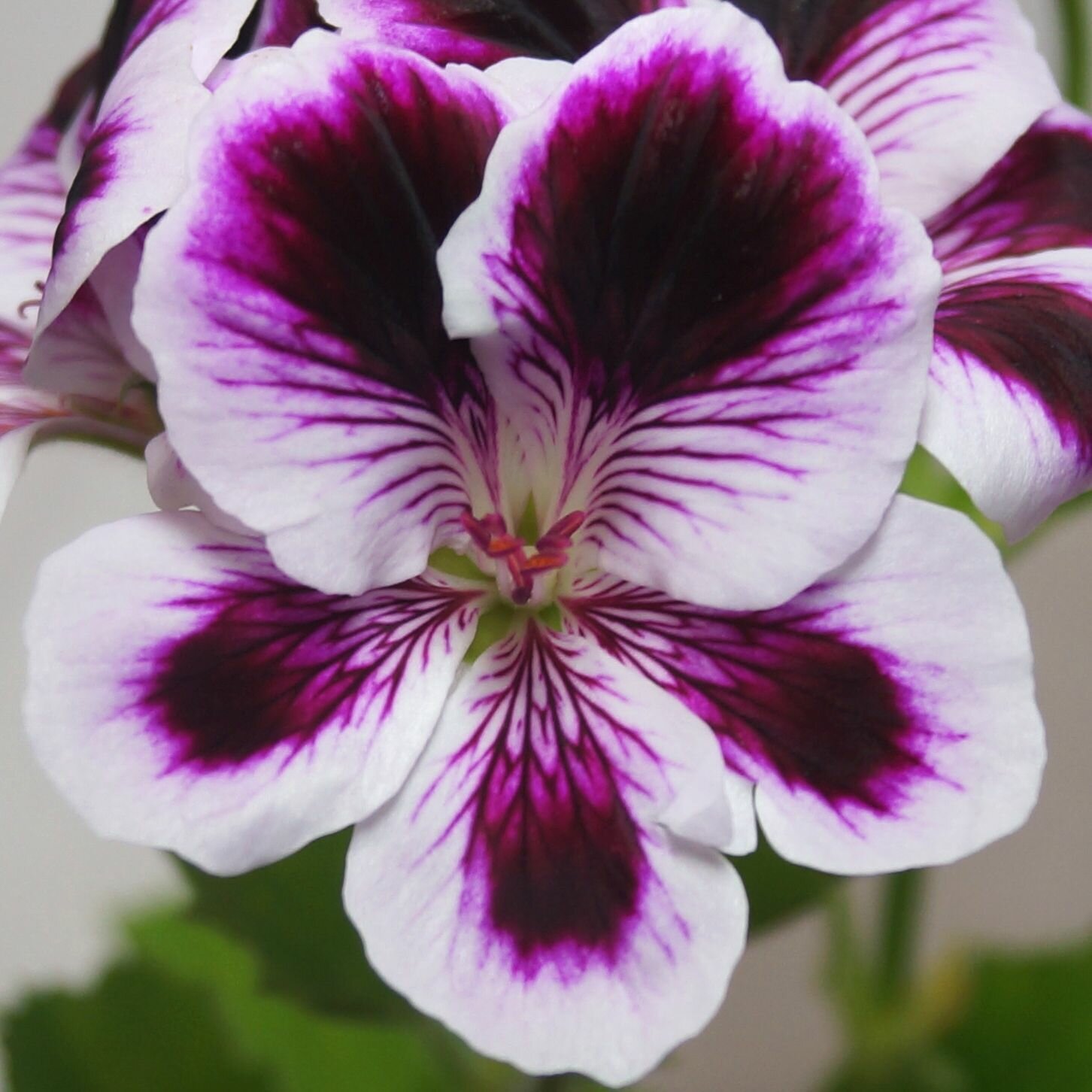 Королевская пеларгония Arabesque