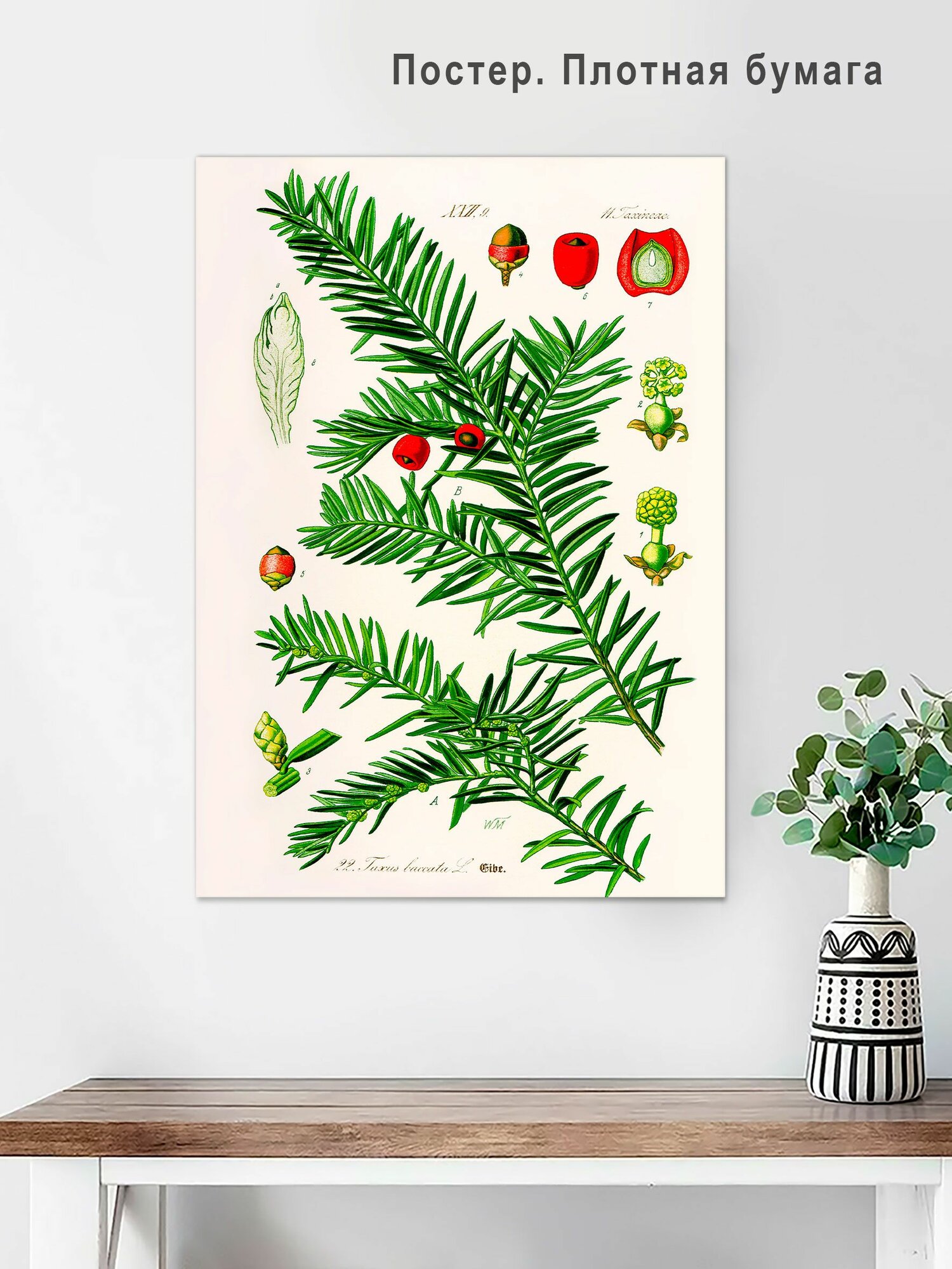 Постер, плакат Растения из иллюстраций 5 30х40см