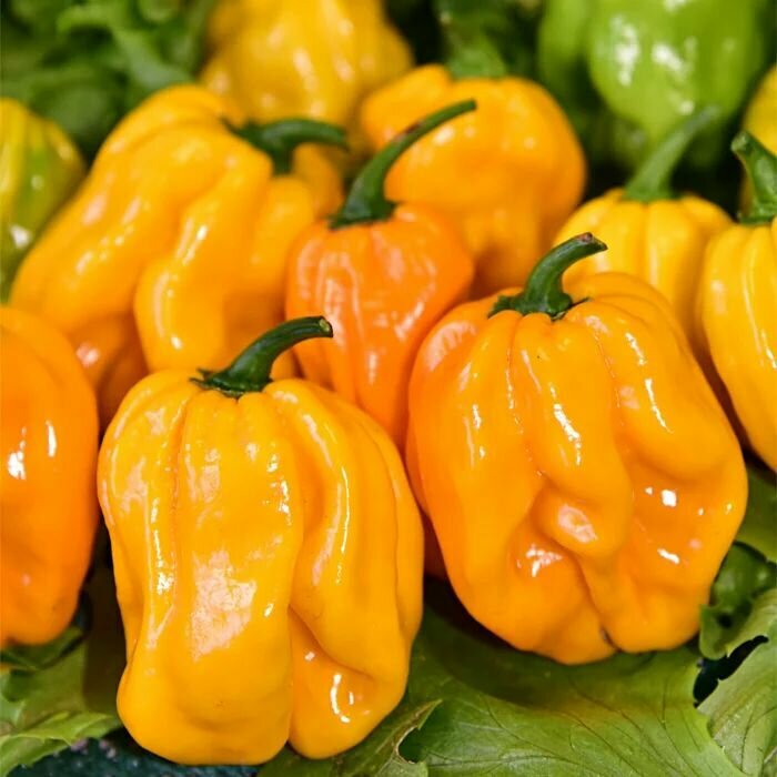 Коллекционные семена перца острого Дынный