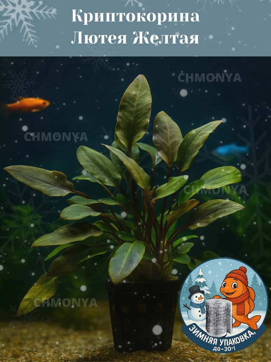 Аквариумное растение Криптокорина Лютея Желтая (Cryptocoryne Lutea) живое аквариумное растение
