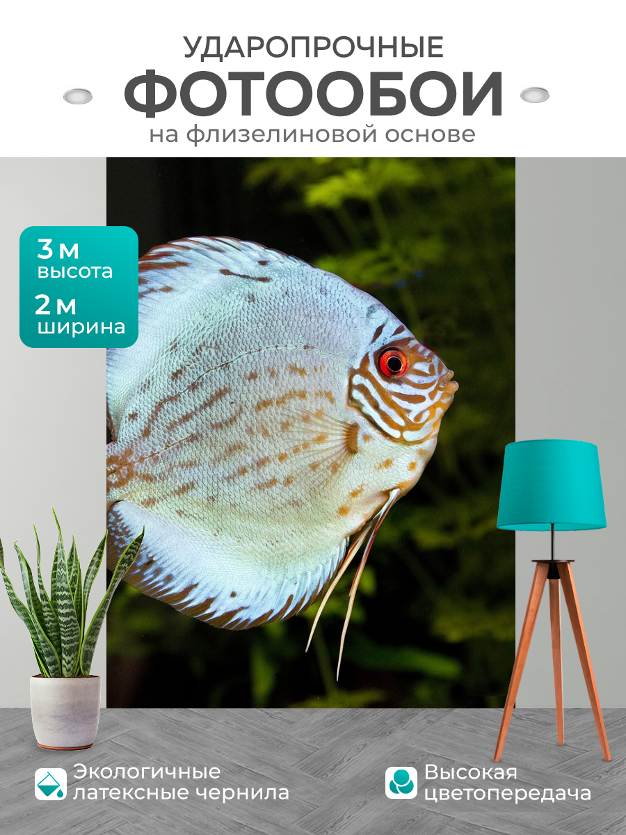 Фотообои моющиеся ударопрочные "Дискус, рыба, аквариум" 200x300 см. флизелиновые на стену