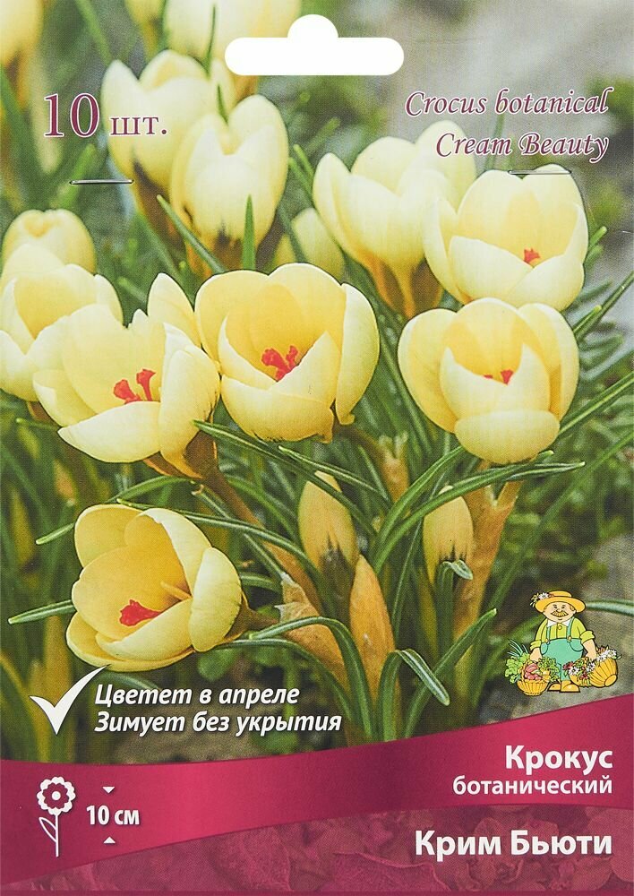 Крокус ботанический Крим бьюти луковица 5/7, 10 шт.