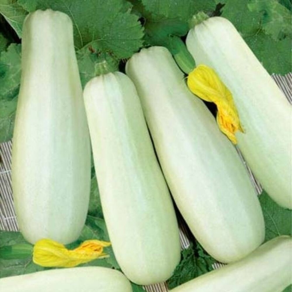 Семена Кабачок Белоплодный Аэлита, (5 упак.)